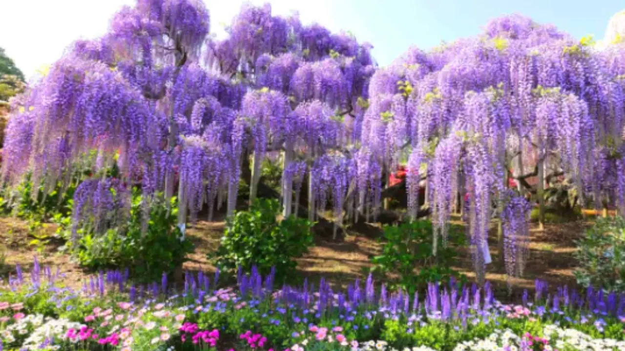 Quando potare il glicine? Ecco cosa dice il giardiniere Quando potare il glicine? Ecco cosa dice il giardiniere